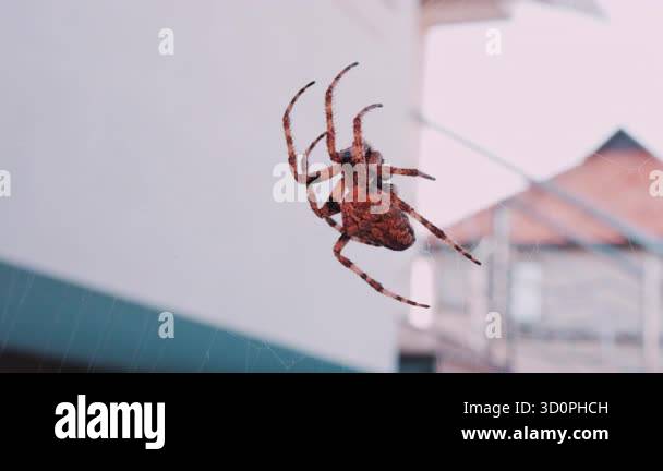 Close up of a spider sitting in its web, showing intricate details of ...