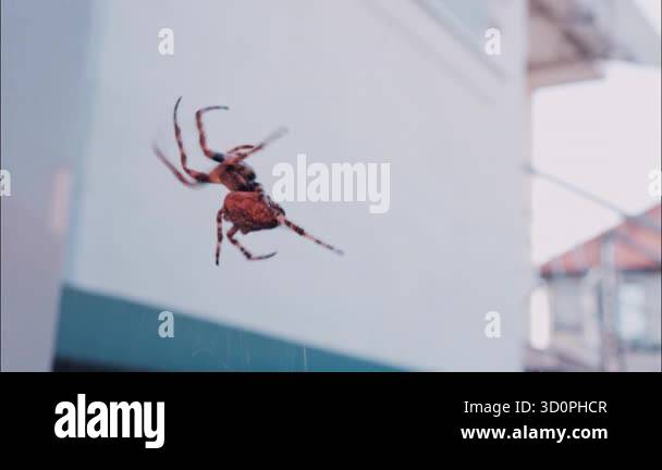 Close up of a spider sitting in its web, showing intricate details of ...