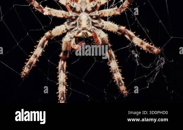 Close up of a spider sitting in its web, showing intricate details of ...