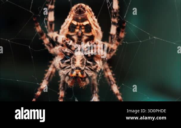 Close up of a spider sitting in its web, showing intricate details of ...