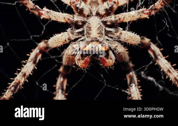 Close up of a spider sitting in its web, showing intricate details of ...