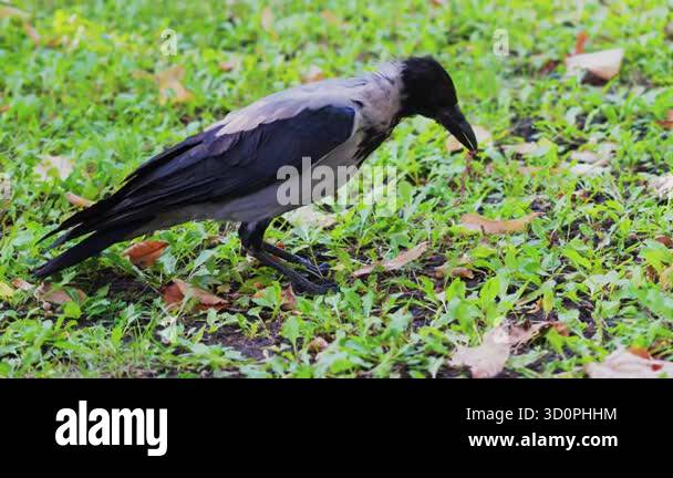 Close up of a crow holding a worm in its beak on green grass Stock ...