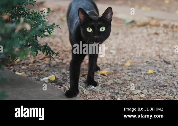 Black cat with green eyes meowing while walking on a garden path Stock ...