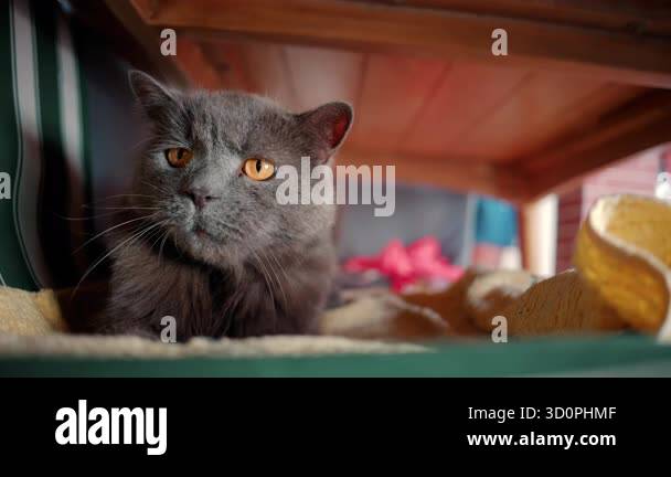 Fluffy cat intense stare Stock Videos & Footage - HD and 4K Video Clips ...