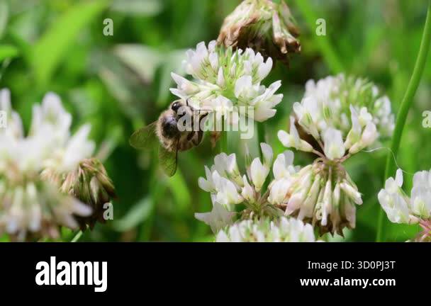 Bees busily collect nectar and pollen from white clover flowers in a ...