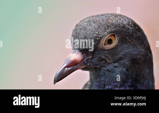 Close-up macro shot of pigeon head, highlighting intricate details of ...