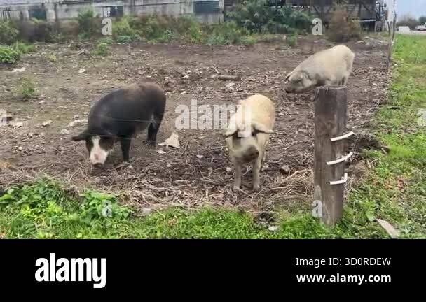 A close-up of a large pig standing in an outdoor pen, showing off its ...