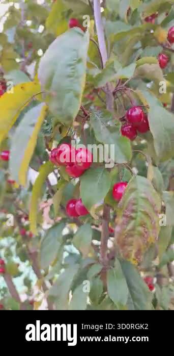 Paradise apple fruit on the tree Apple tree Nedzwiecki. Fruits and ...
