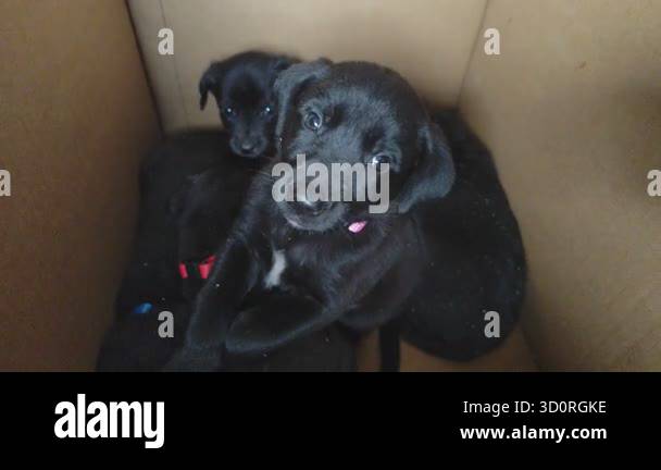 Adopt puppies in box Stock Videos & Footage - HD and 4K Video Clips - Alamy