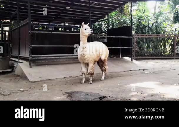 Portrait alpaca farm animal Stock Videos & Footage - HD and 4K Video ...
