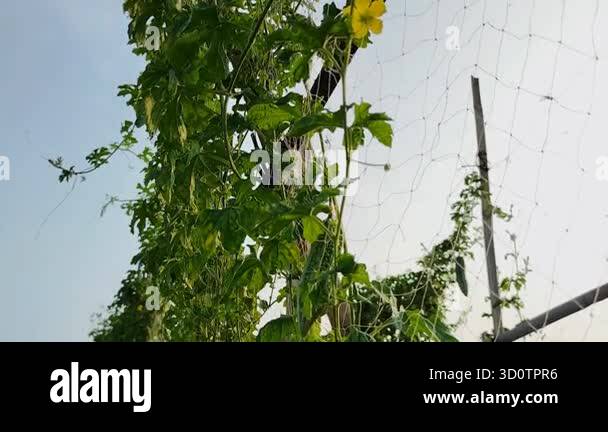 Footage of bitter gourd (bitter melon) with plant. The green vegetable ...