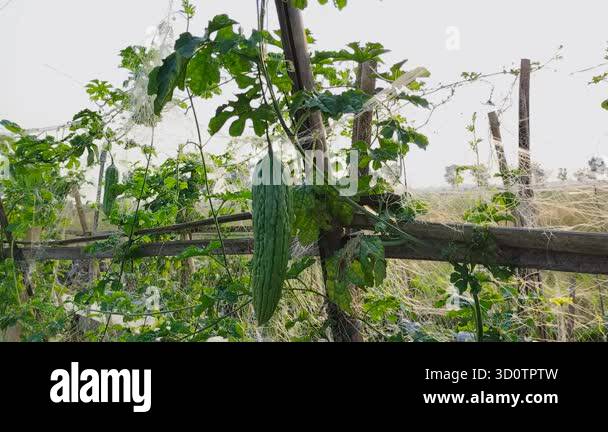 Footage of bitter gourd (bitter melon) with plant. The green vegetable ...