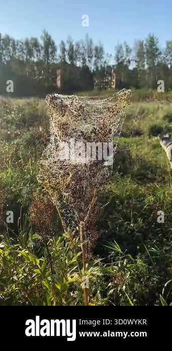 Dew-covered spider web on dry plant in morning sunlight in Finland ...