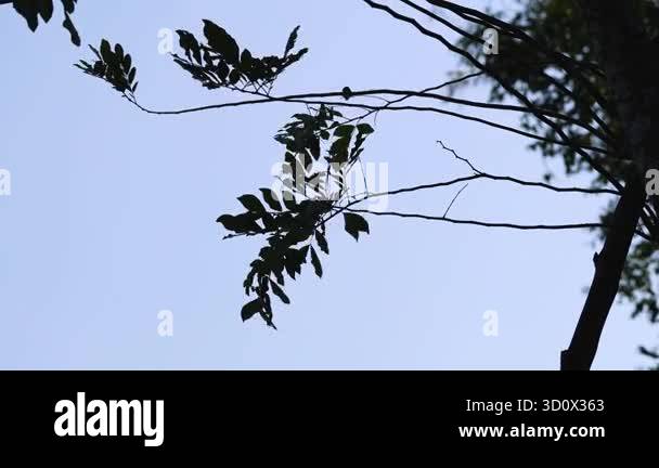 Tree branches moving against a clear sky Stock Video Footage - Alamy