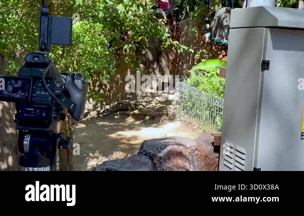 Pygmy hippo observed in natural zoo habitat Stock Video Footage - Alamy