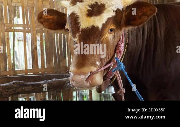 Close-up shot of a brown cow's mouth drooling. A brown cow with a rope ...