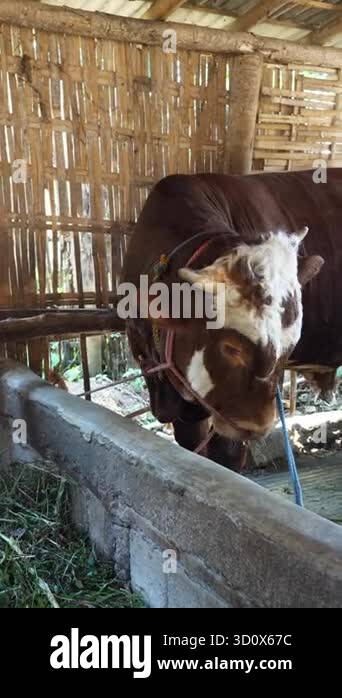 Close-up shot of a brown cow's mouth drooling. A brown cow with a rope ...