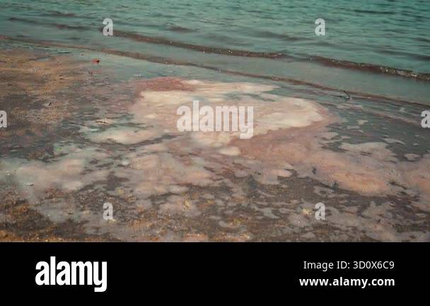 Foamy waves on Baluran Sejile Beach caused by industrial pollution ...