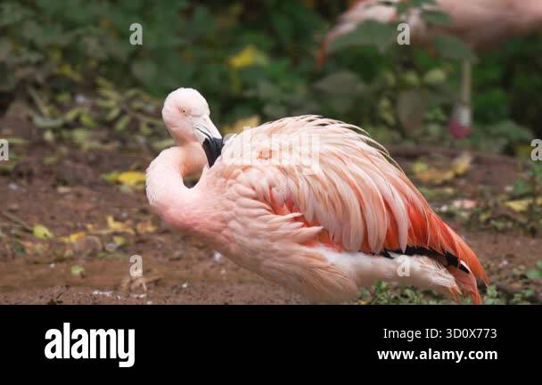 Flamingo curling neck gracefully while preening feathers. Pink bird ...