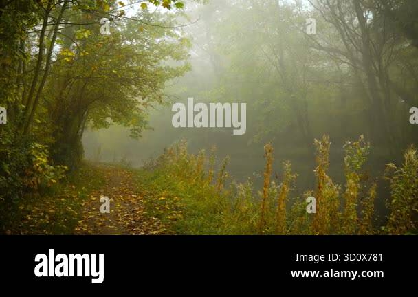 Sinister path into fog Stock Videos & Footage - HD and 4K Video Clips ...
