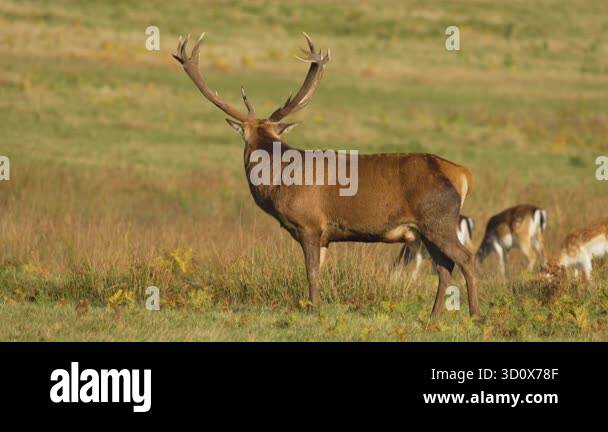 Red deer with large antlers standing tall in open meadow under sunlight ...