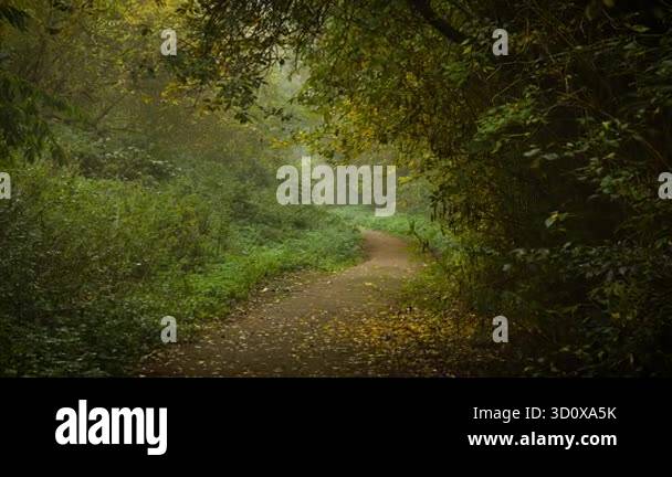 Pathway curving through dense forest surrounded by green foliage and ...