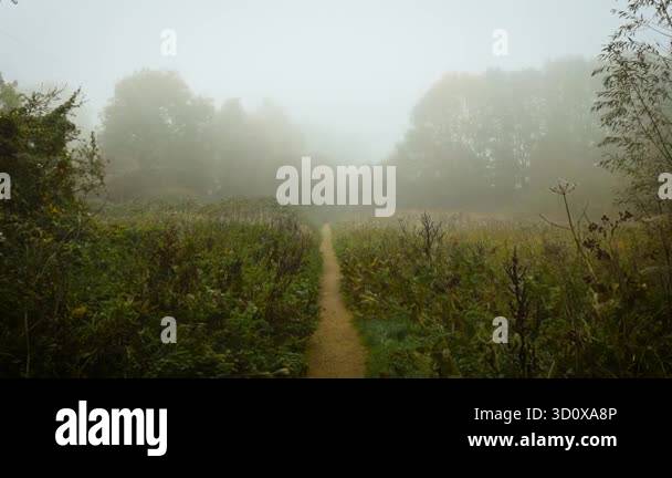 Lonely fog spreading over narrow forest path leading through wild grass ...