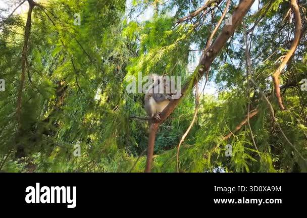 Squirrel sitting on tree branch holding nut. Domestic rodents wildlife ...