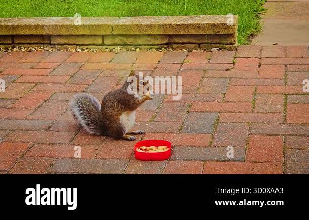 Squirrel sitting on backyard patio eating food near red dish. Grey ...