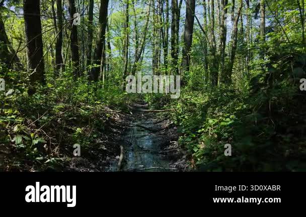Toxic waste dumped into forest stream. Chemical pollution spreading ...