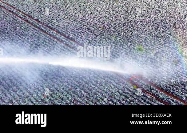 Irrigation pivot gun machine spraying water on a field of red cabbage ...