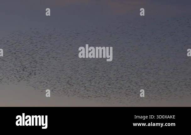 Group of starlings flying (Sturnidae) in the sky moving in shape ...