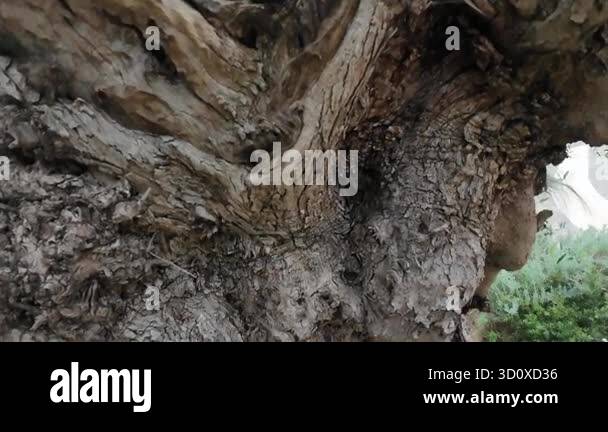 olive tree closeup, intricate closeup highlighting deep knots and moss ...