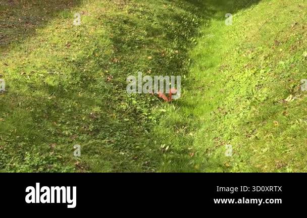 Video of a small red squirrel moving through a bright green grass field ...