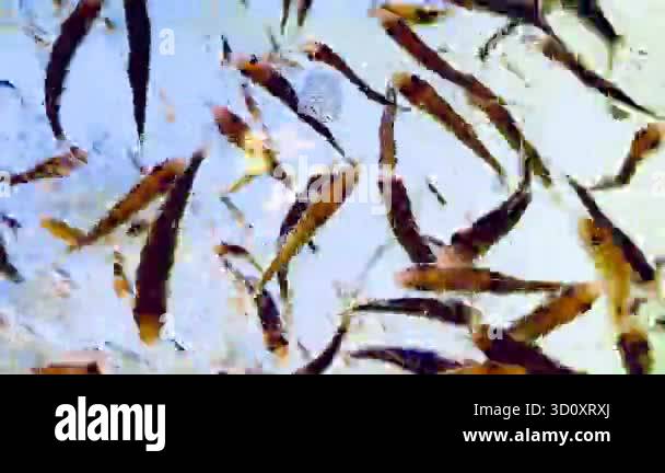 Vibrant small fish swimming dynamically in clear water, creating an ...