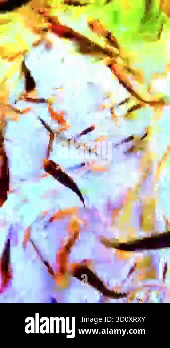 Vibrant small fish swimming dynamically in clear water, creating an ...