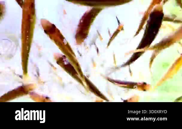 Vibrant small fish swimming dynamically in clear water, creating an ...