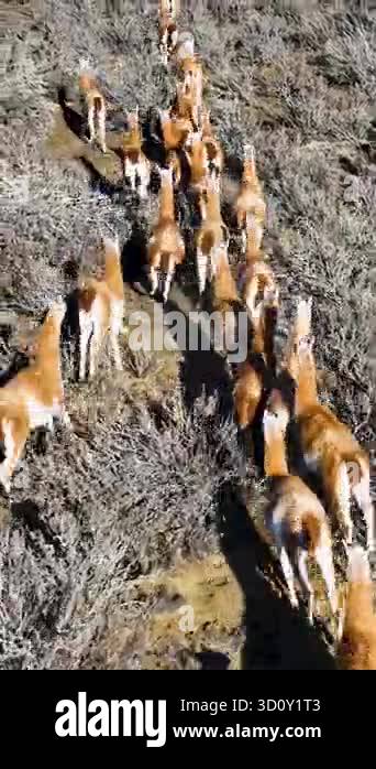 Wild Guanacos At El Calafate In Santa Cruz Argentina. Safari Patagonia ...