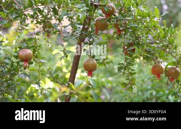 Large pomegranates are hanging on the pomegranate tree in the garden ...