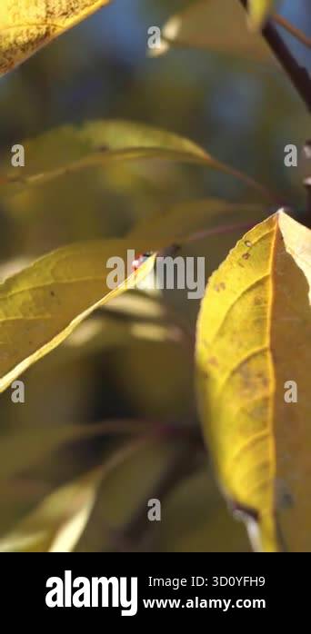 The red beetle walks on the yellow leaves of the trees Stock Video ...