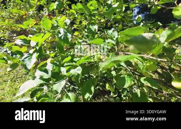 Apples on the branches of an apple tree in the garden Stock Video ...