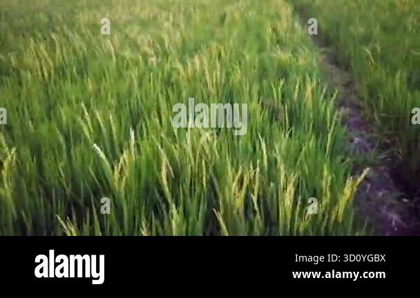 4k green scenery paddy field, agricultural field. Paddy rice field ...