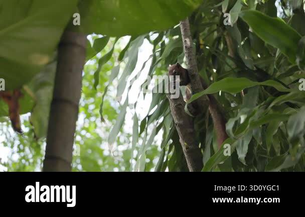 Close-up of a squirrel climbing a tree. The squirrel is cleaning itself ...