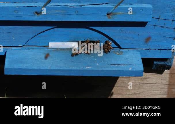 Blue beehive Stock Videos & Footage - HD and 4K Video Clips - Alamy