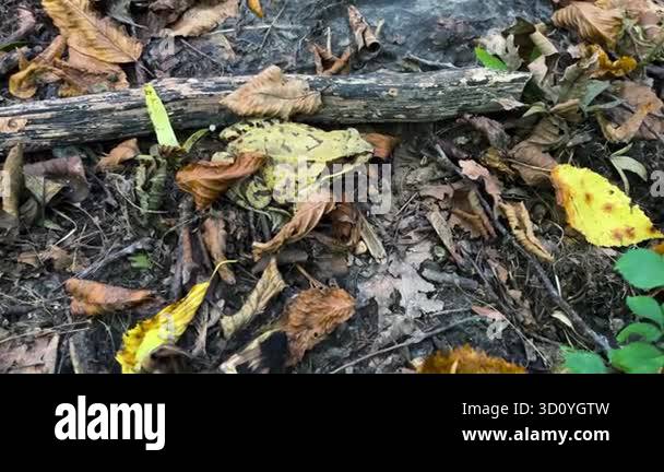 A common frog among fallen leaves and branches in an autumn forest ...