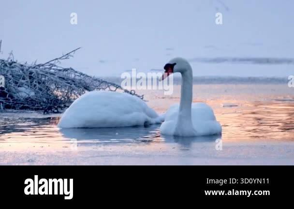 Two beautiful swans gracefully navigate through the icy waters, truly ...