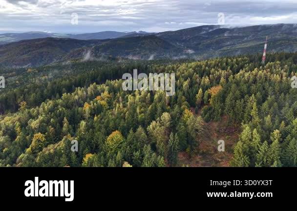 This stunning aerial capture beautifully showcases a vibrant forest ...