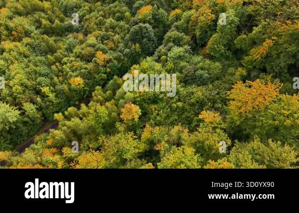 Greenery color colors dense Stock Videos & Footage - HD and 4K Video ...