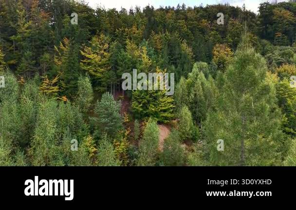 A stunning aerial capture of a vibrant forest showcasing the remarkable ...