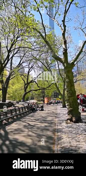 New York, USA, 1 August 2025: Central Park alley with benches and ...